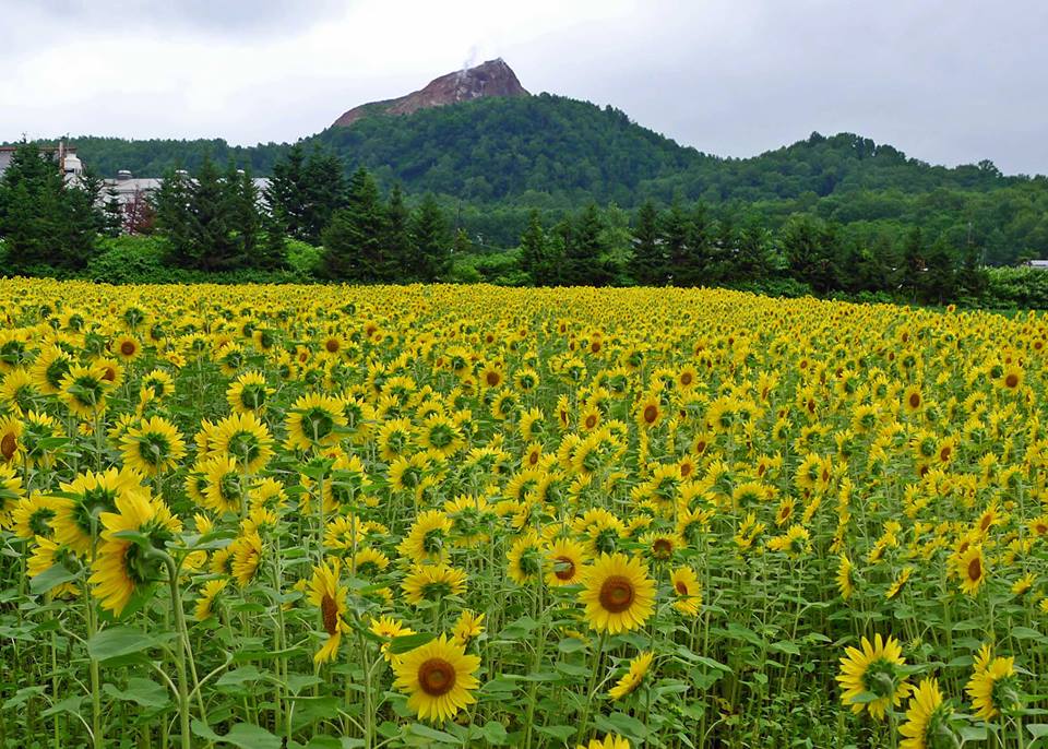 Sunflower Field ｜ TOYA Colors